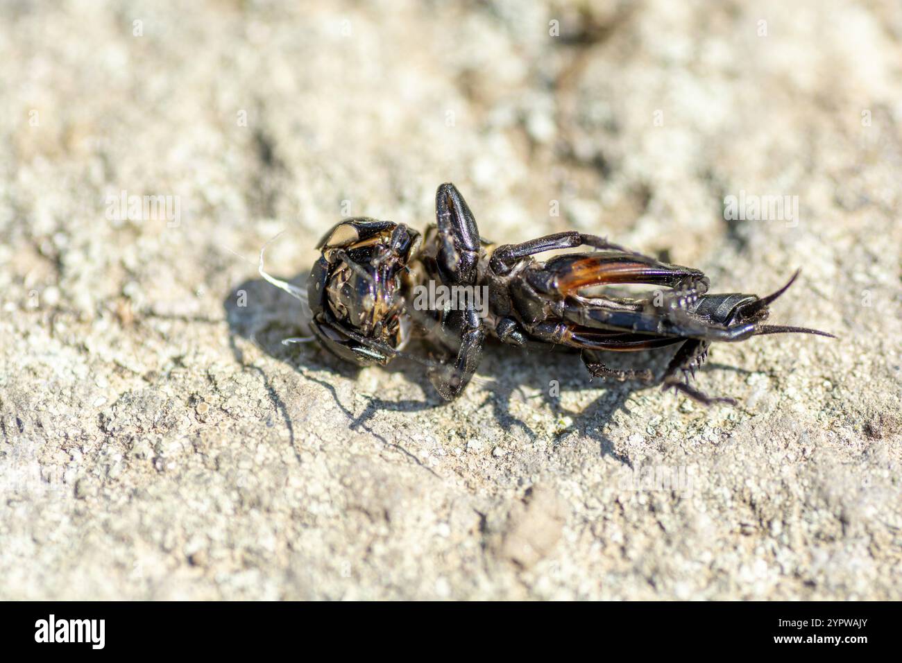 An outer layer of skin of Field cricket (Gryllus campestris) . Ecdysis ...