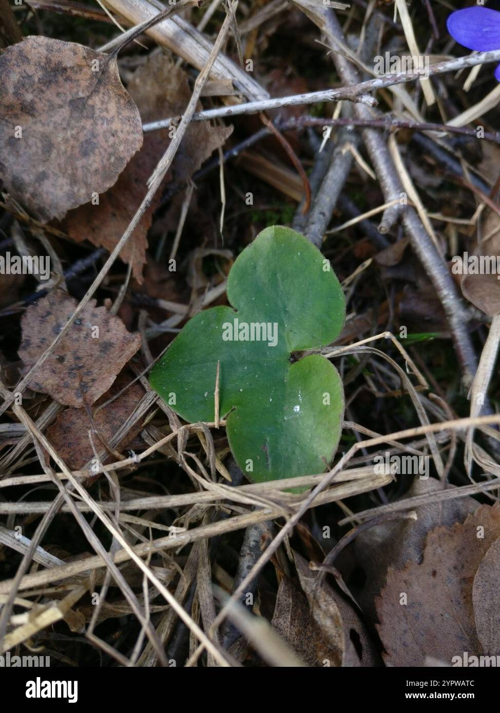 Liverleaf (Hepatica nobilis Stock Photo - Alamy