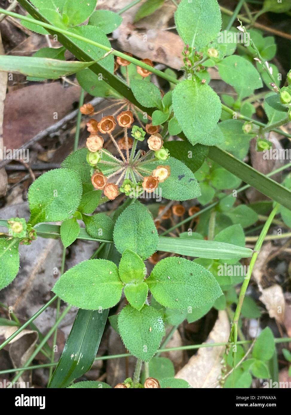 pomax (Pomax umbellata Stock Photo - Alamy