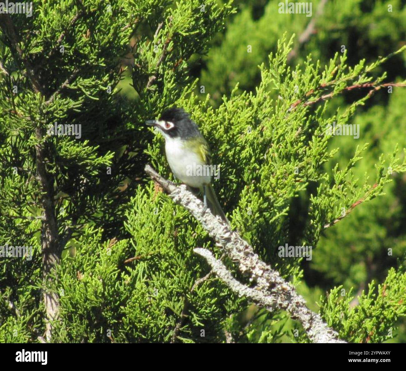 Black-capped Vireo (Vireo atricapilla Stock Photo - Alamy