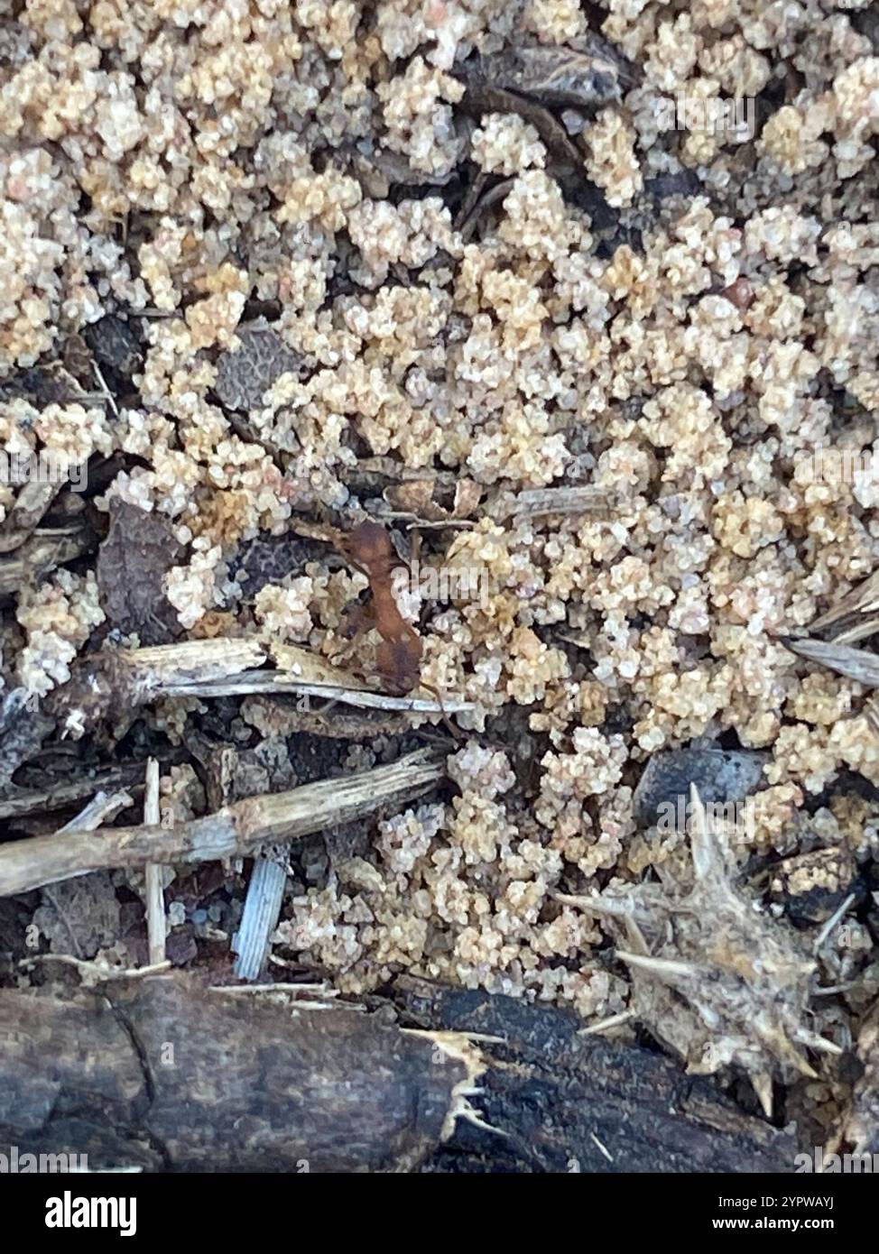 Northern Fungus-farming Ant (Trachymyrmex septentrionalis Stock Photo ...