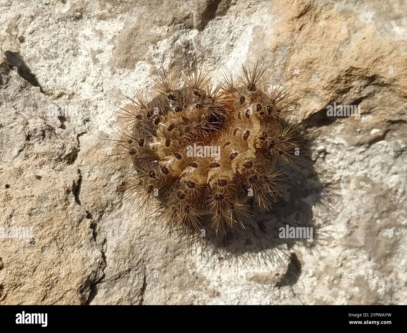 discrete chaperon (Cymbalophora pudica Stock Photo - Alamy