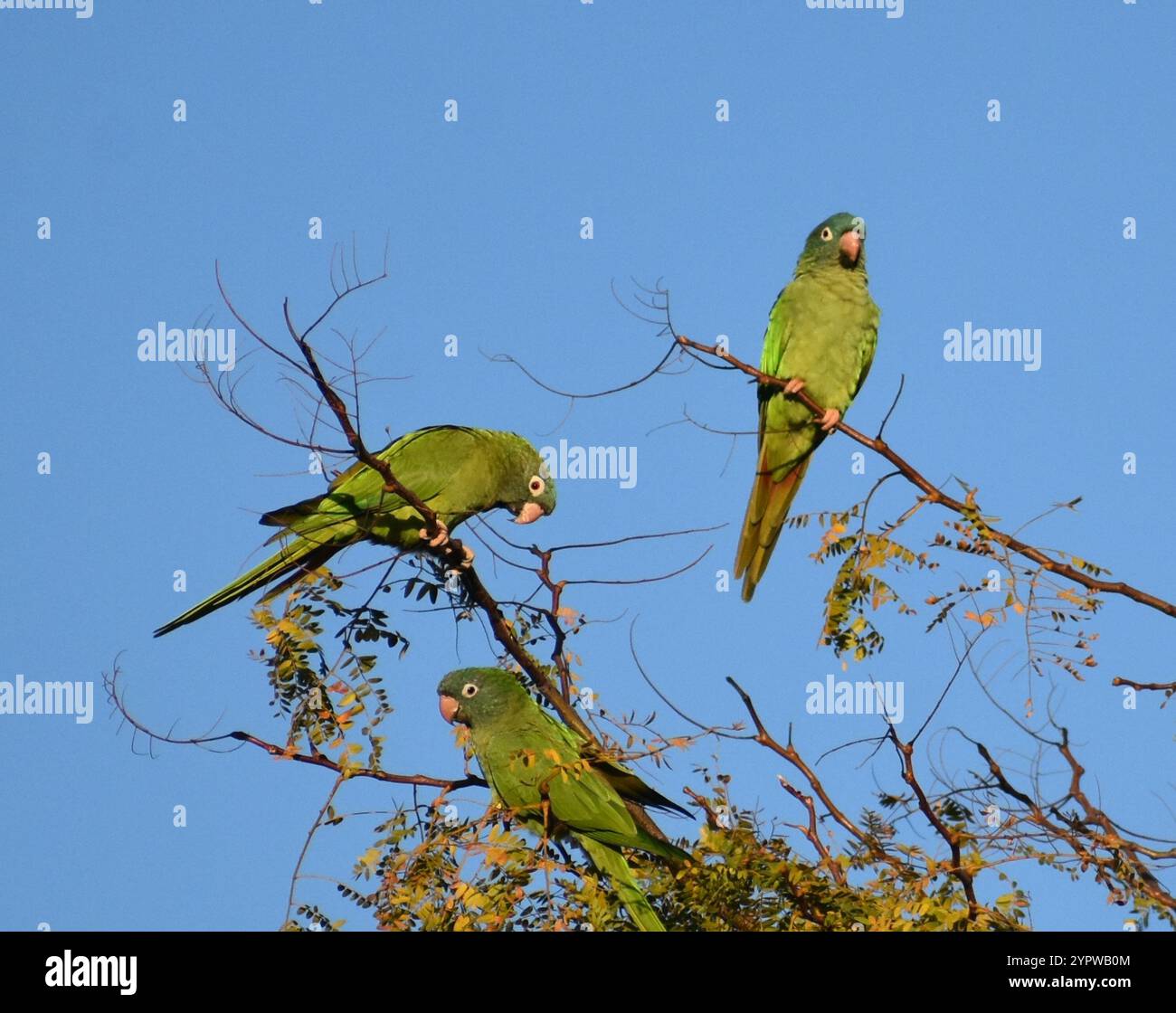 Blue-crowned Parakeet (Thectocercus acuticaudatus Stock Photo - Alamy