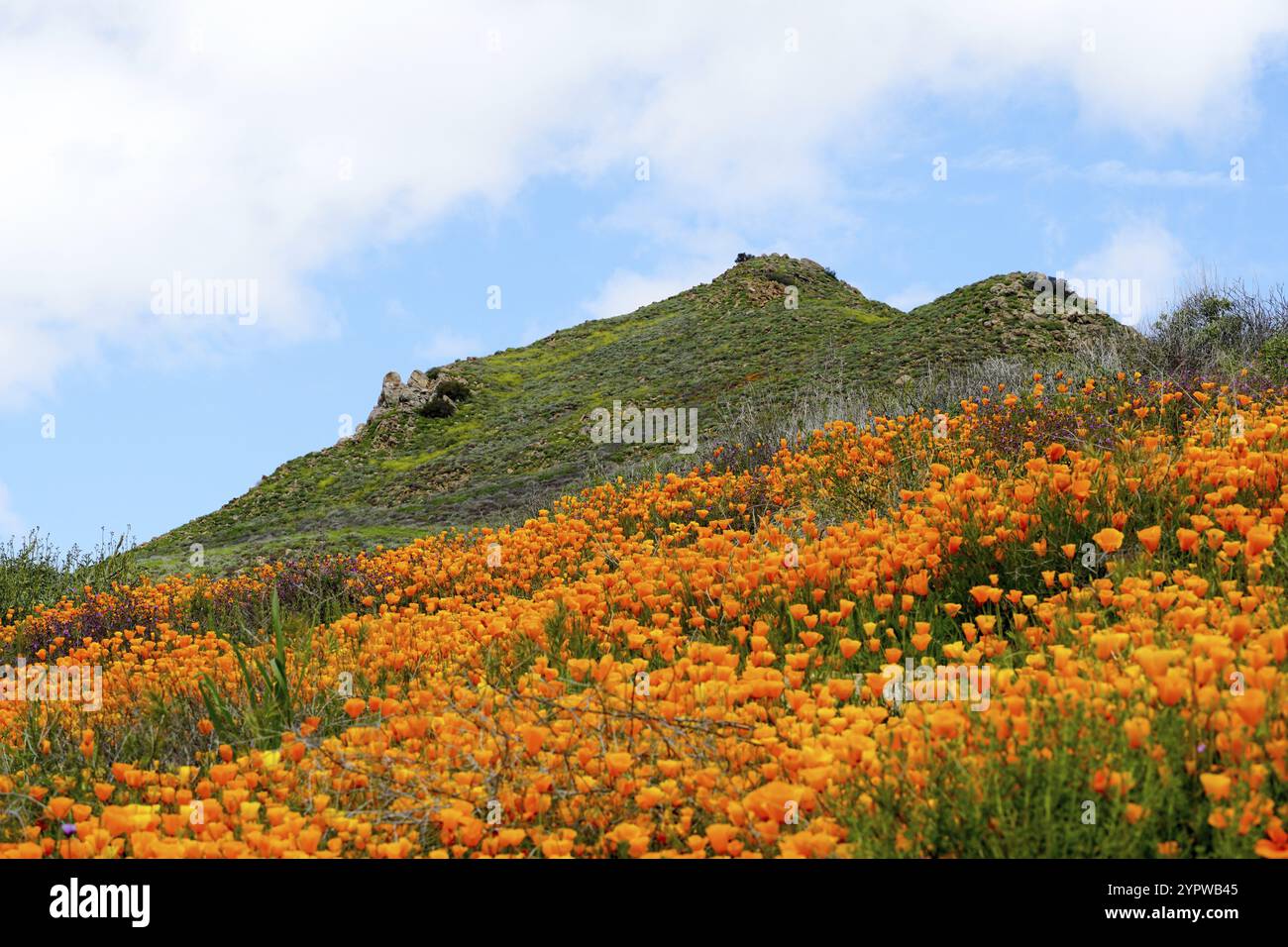 California Golden Poppy and Goldfields blooming in Walker Canyon, Lake ...