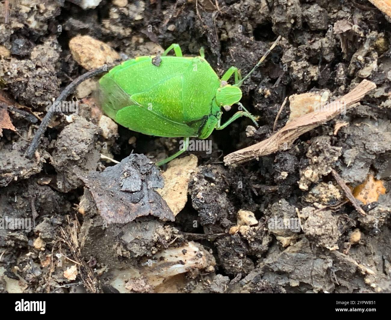 Green Stink Bug (Chinavia hilaris Stock Photo - Alamy