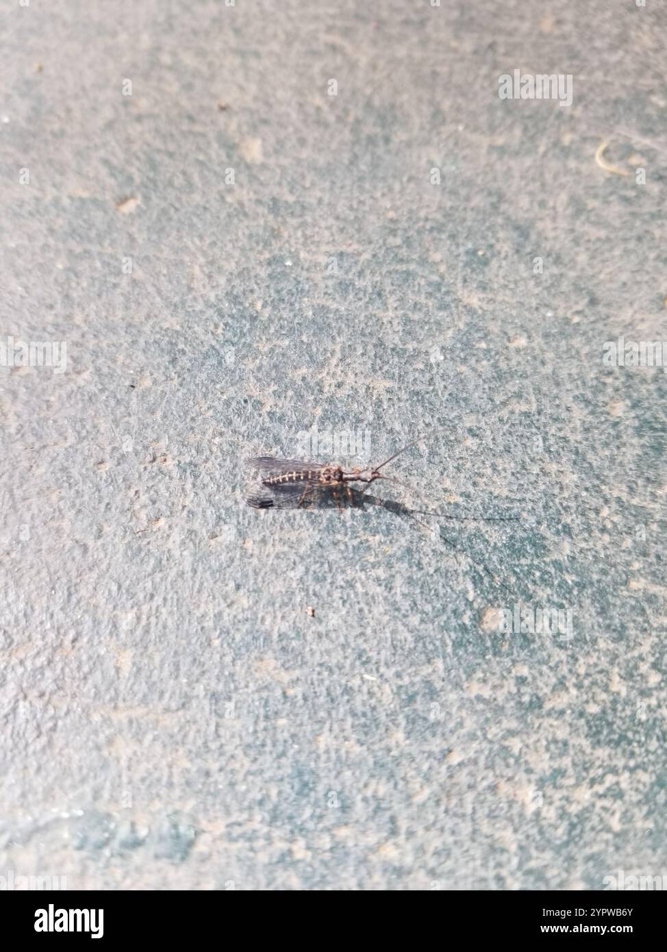 American Square-headed Snakeflies (Negha Stock Photo - Alamy
