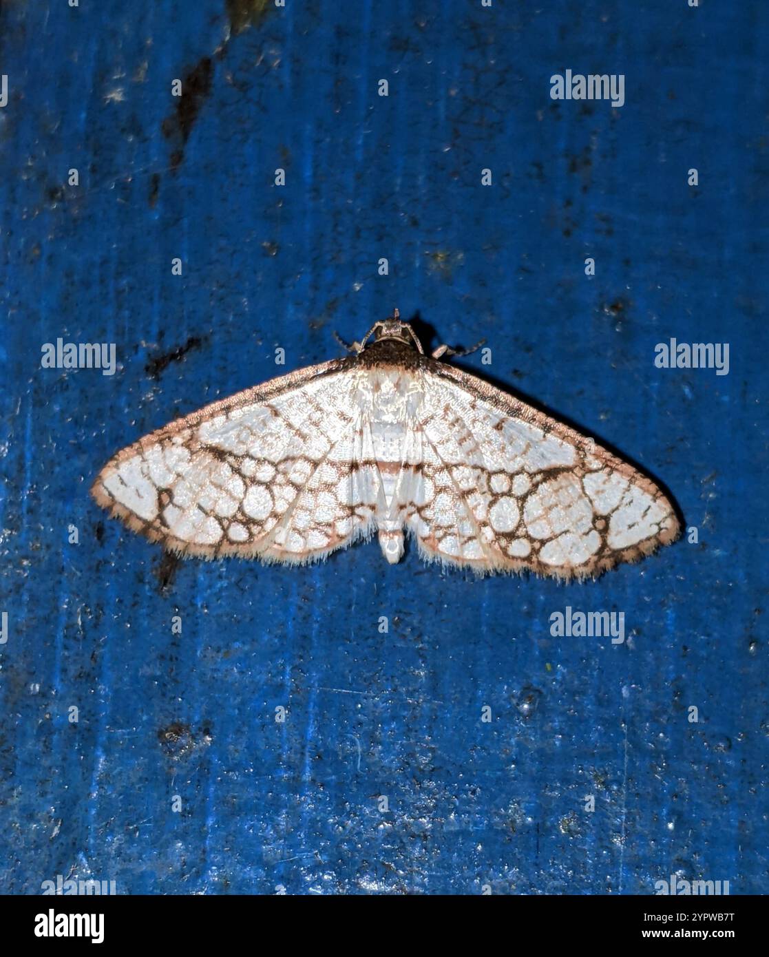 Geometer Moths (Geometridae Stock Photo - Alamy