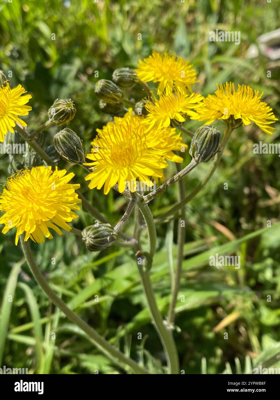 Beaked hawks beard hi-res stock photography and images - Alamy