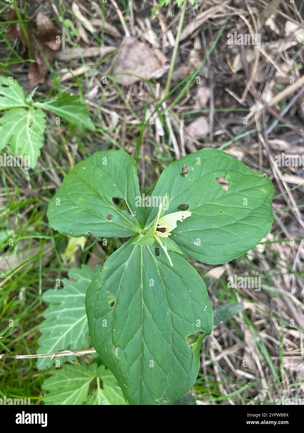 Trillium erectum white hi-res stock photography and images - Alamy