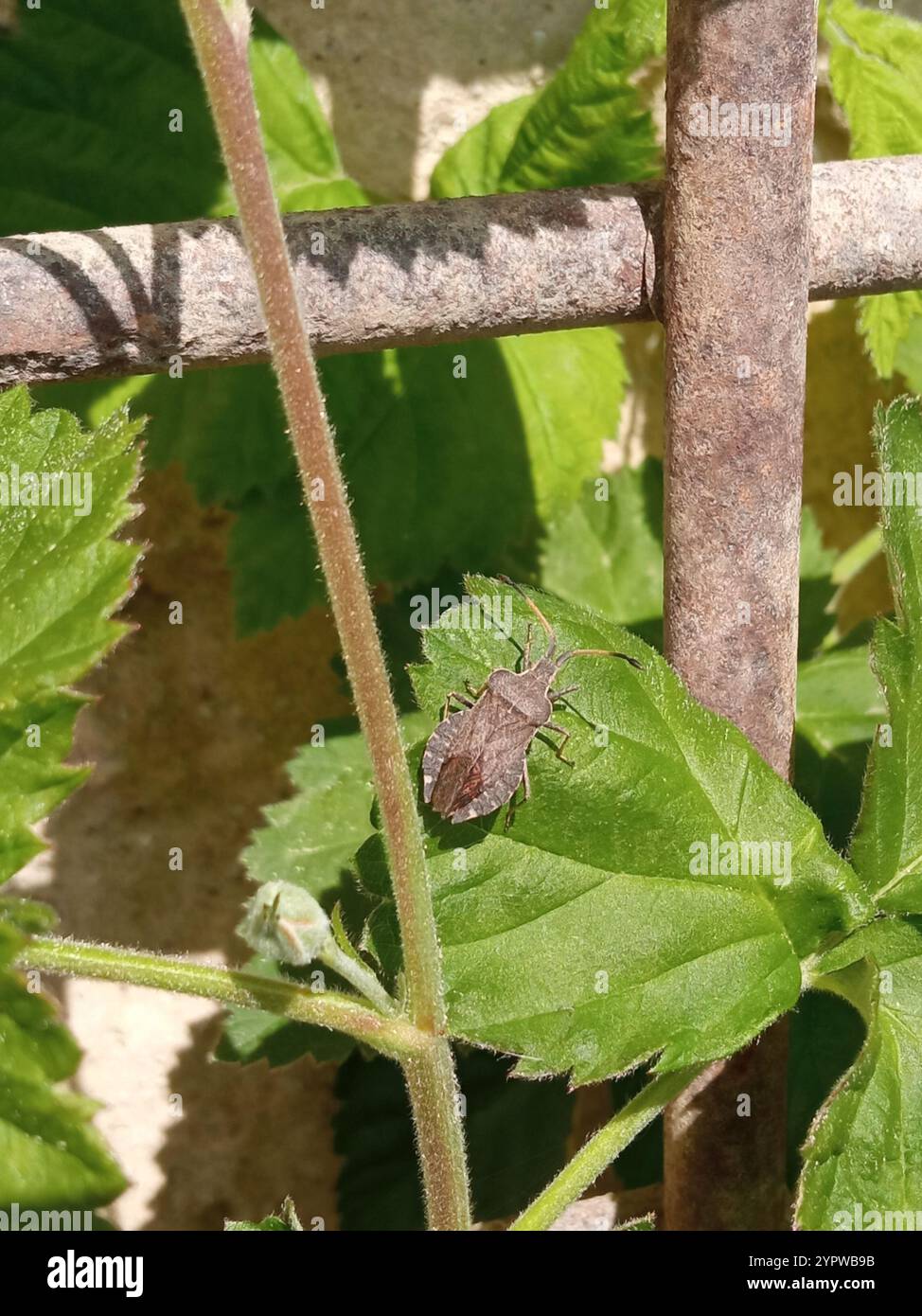Scapha hi-res stock photography and images - Alamy