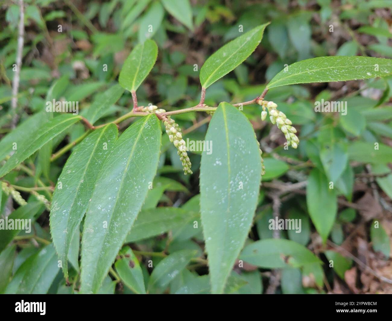mountain doghobble (Leucothoe fontanesiana Stock Photo - Alamy