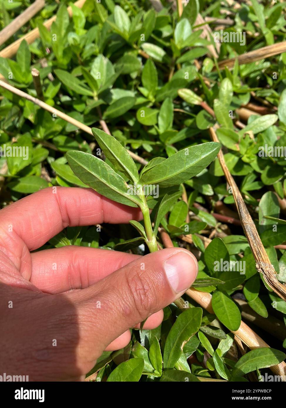 Philoxeroides hi-res stock photography and images - Alamy