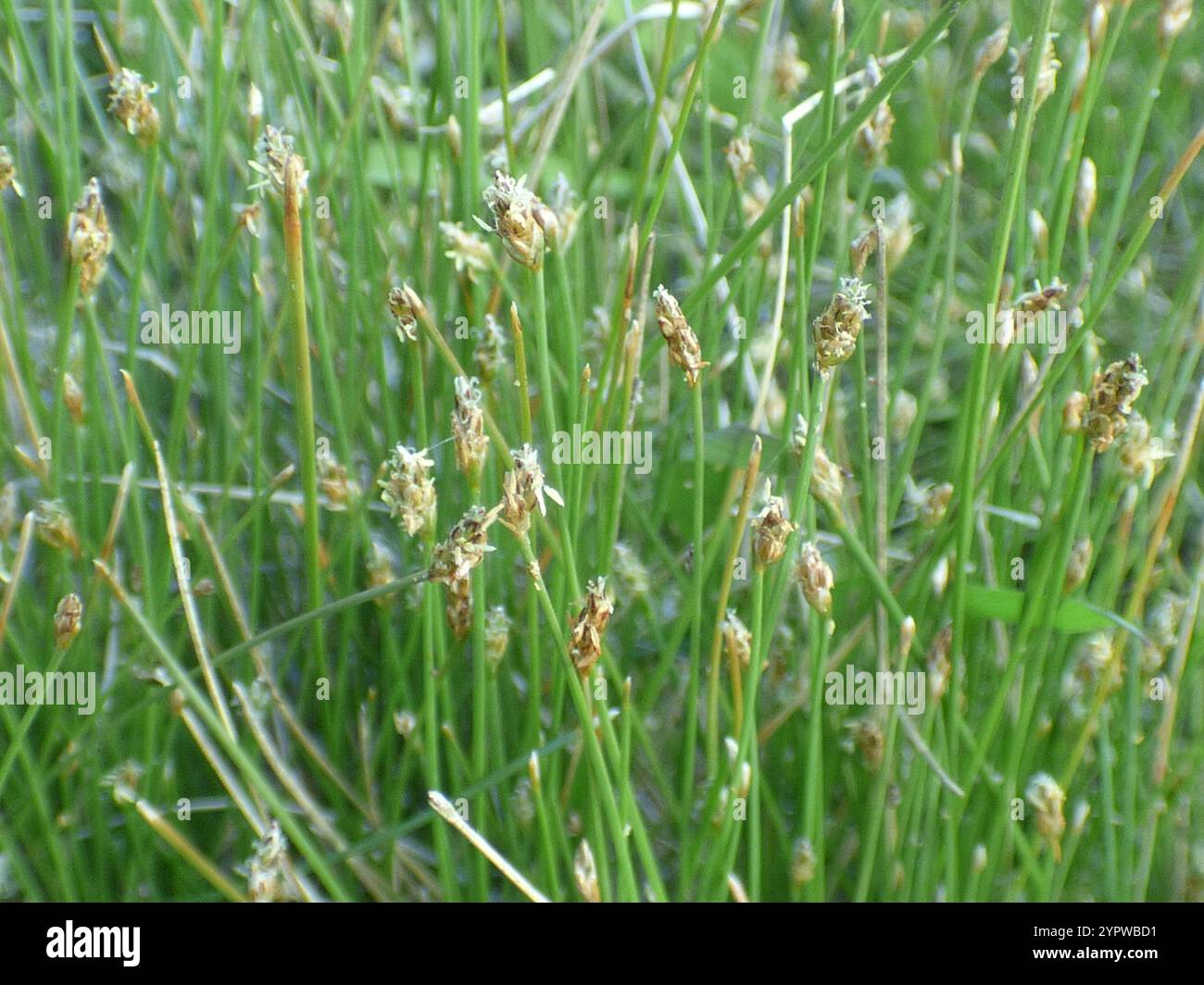 Blunt Spikerush (Eleocharis obtusa Stock Photo - Alamy