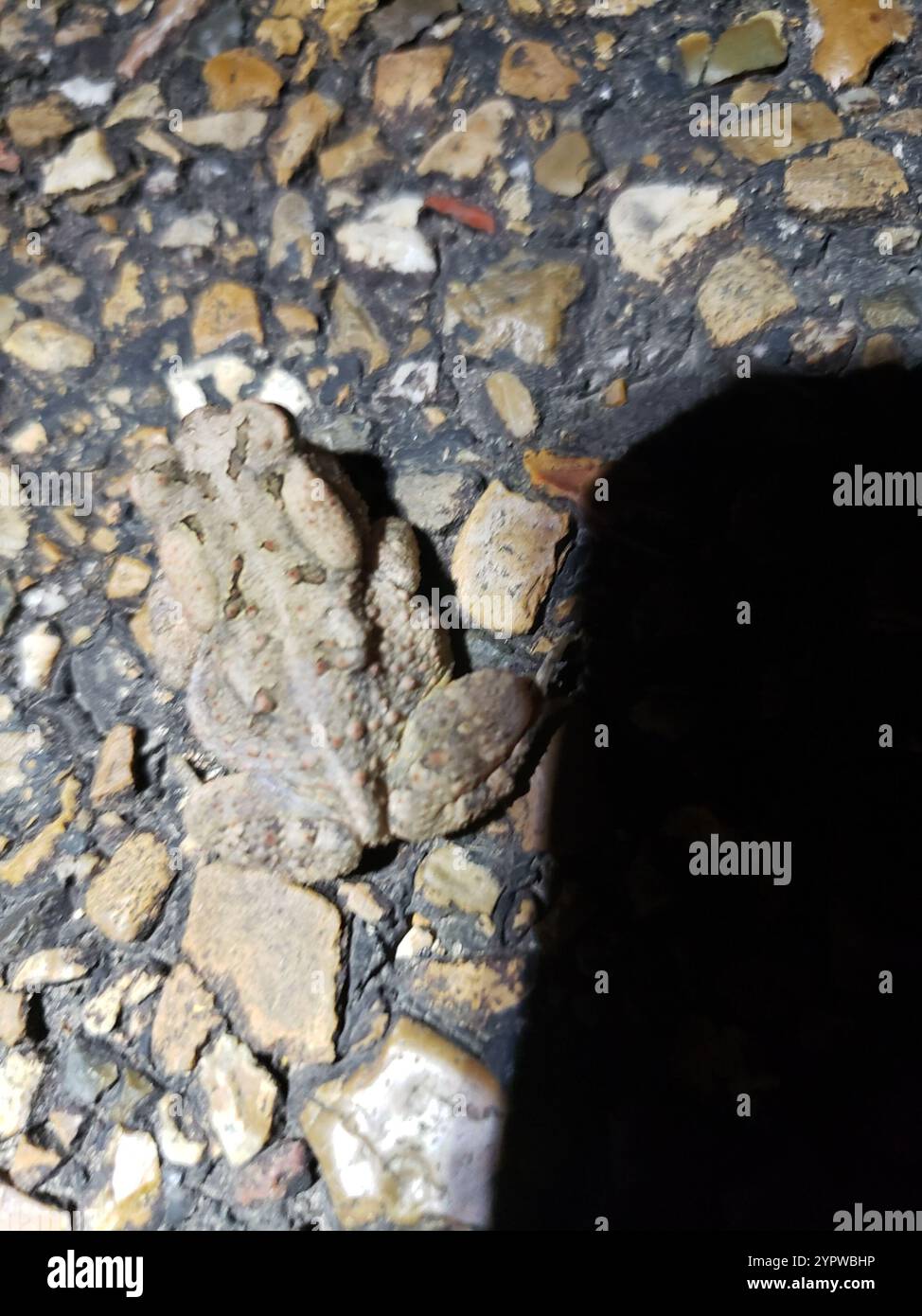 American Toad (Anaxyrus americanus Stock Photo - Alamy