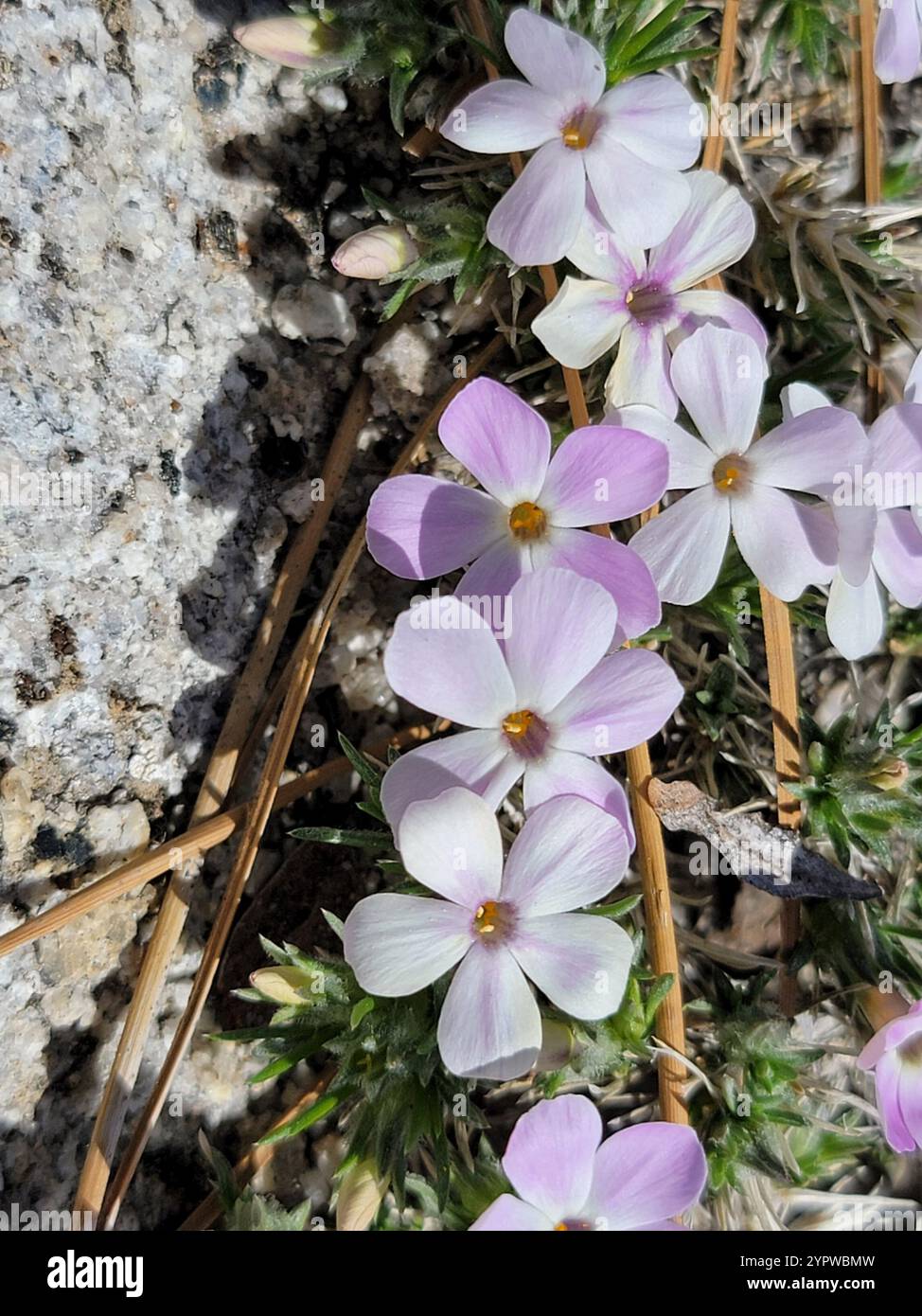 spreading phlox (Phlox diffusa Stock Photo - Alamy