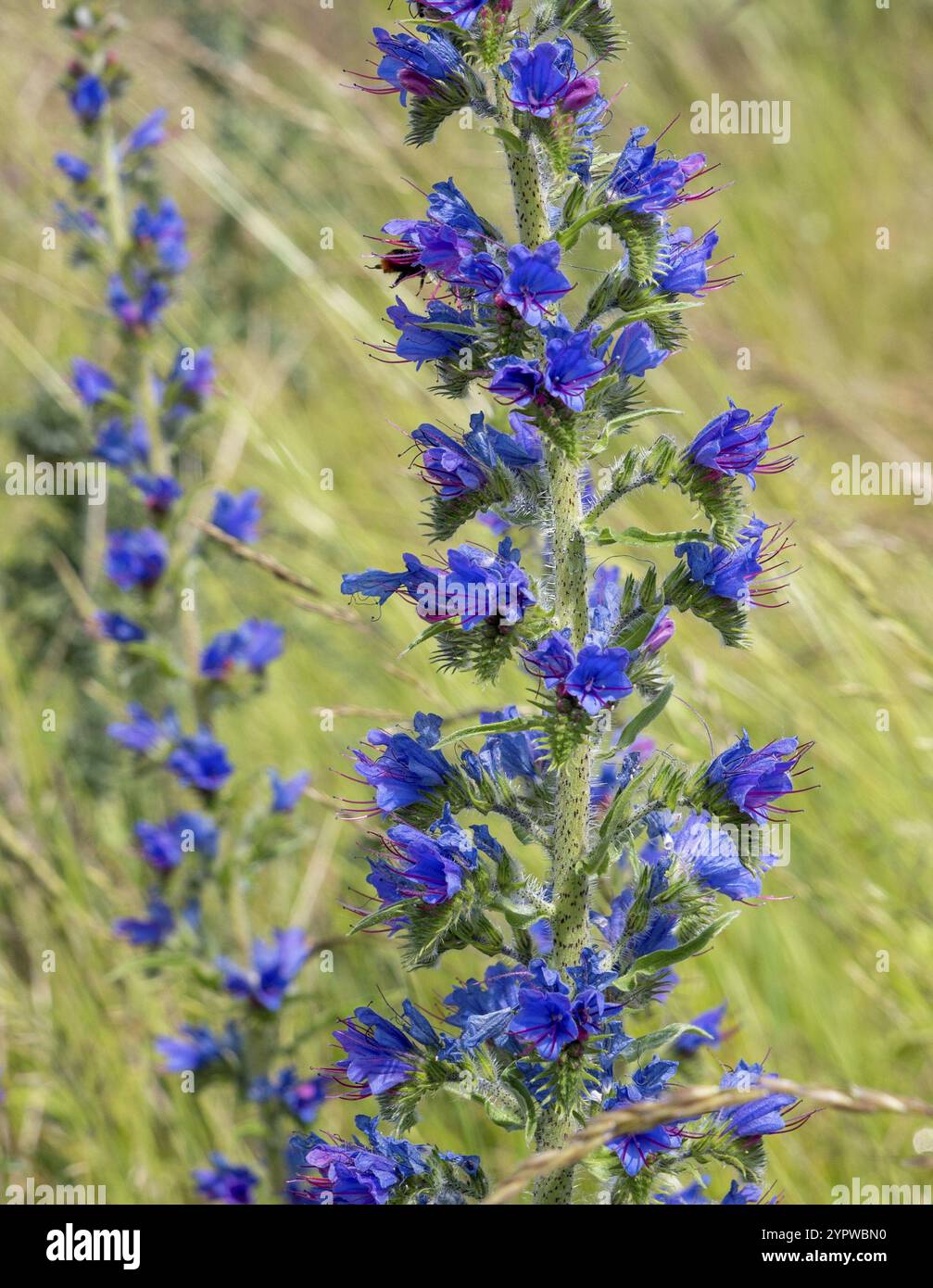 Purple viper's-bugloss (Echium plantagineum) flowering in the summer ...