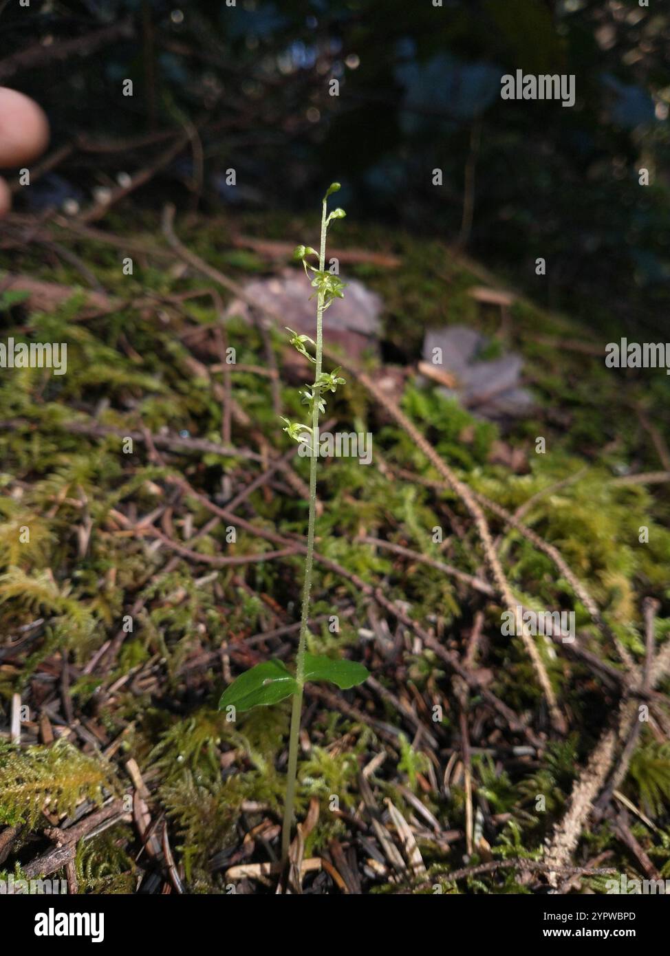 Heartleaf Twayblade (Neottia cordata Stock Photo - Alamy