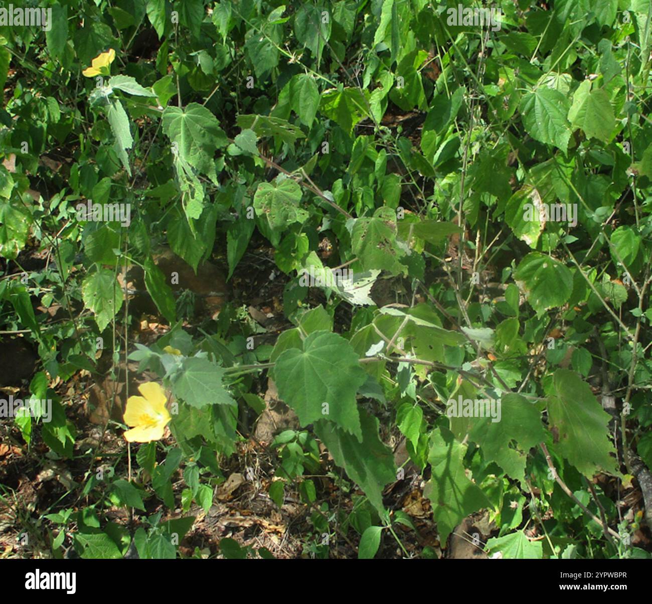 Pavonia burchellii hi-res stock photography and images - Alamy