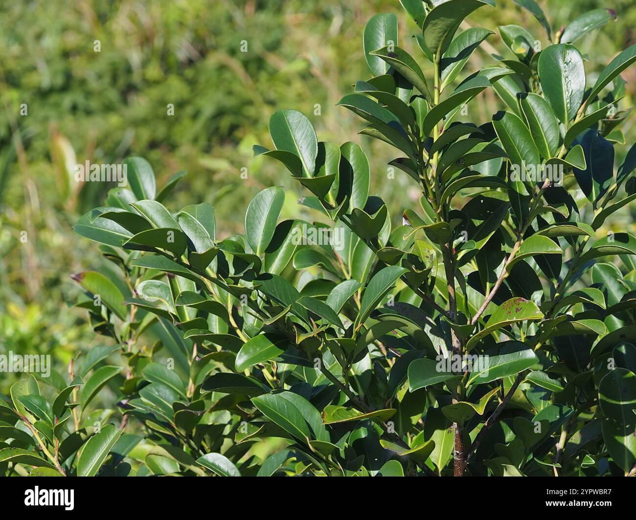 Cleyera hi-res stock photography and images - Alamy
