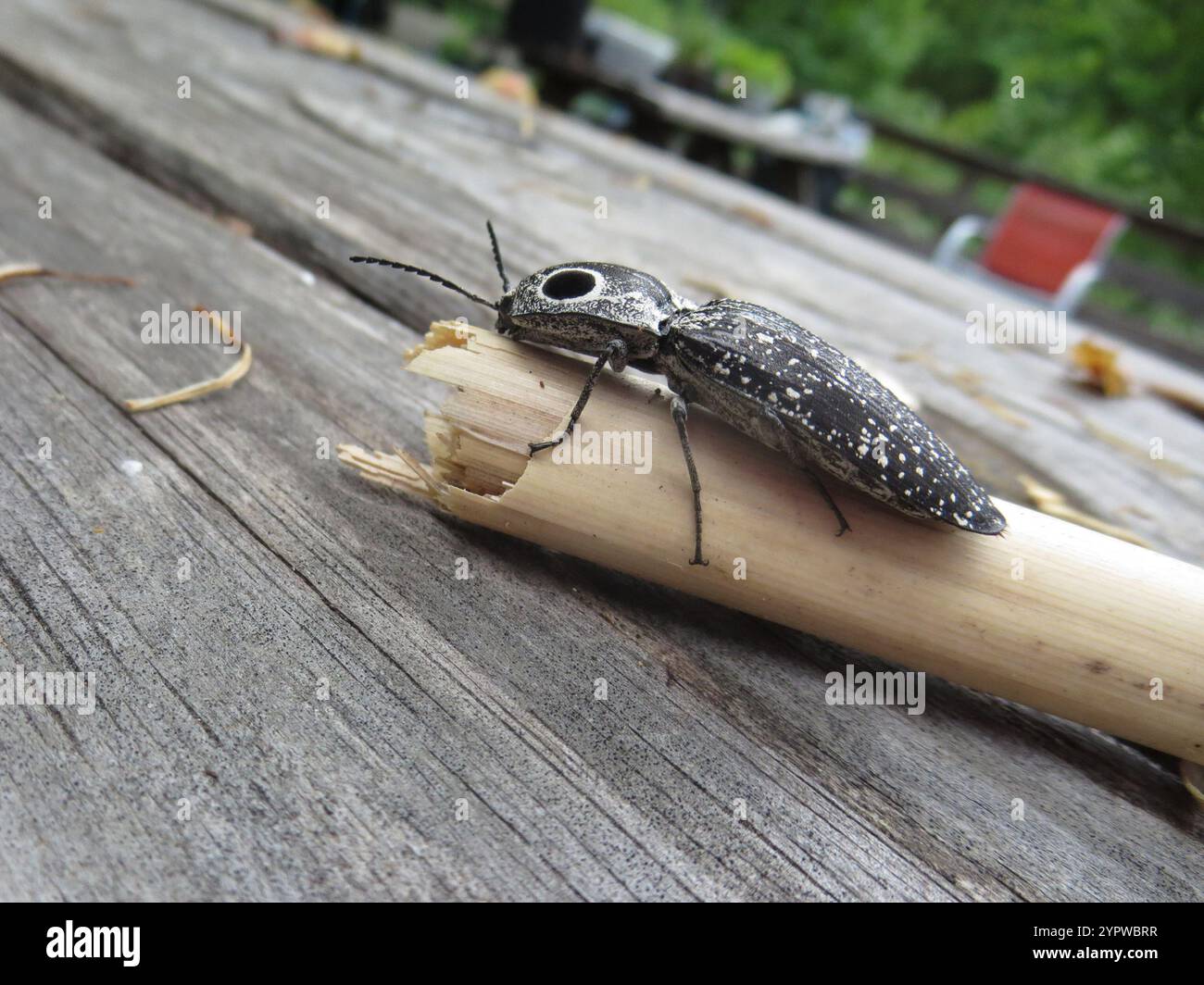 Eastern Eyed Click Beetle (Alaus oculatus Stock Photo - Alamy