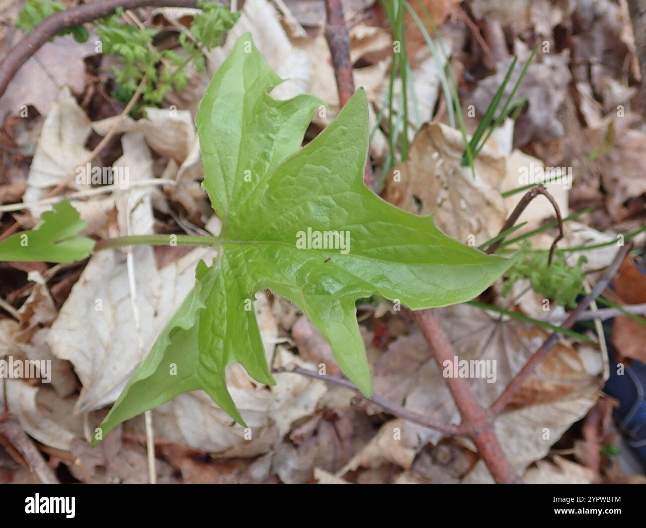 rattlesnake roots (Nabalus Stock Photo - Alamy