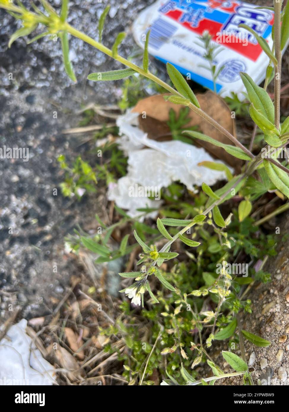 Gromwell buglossoides hi-res stock photography and images - Alamy