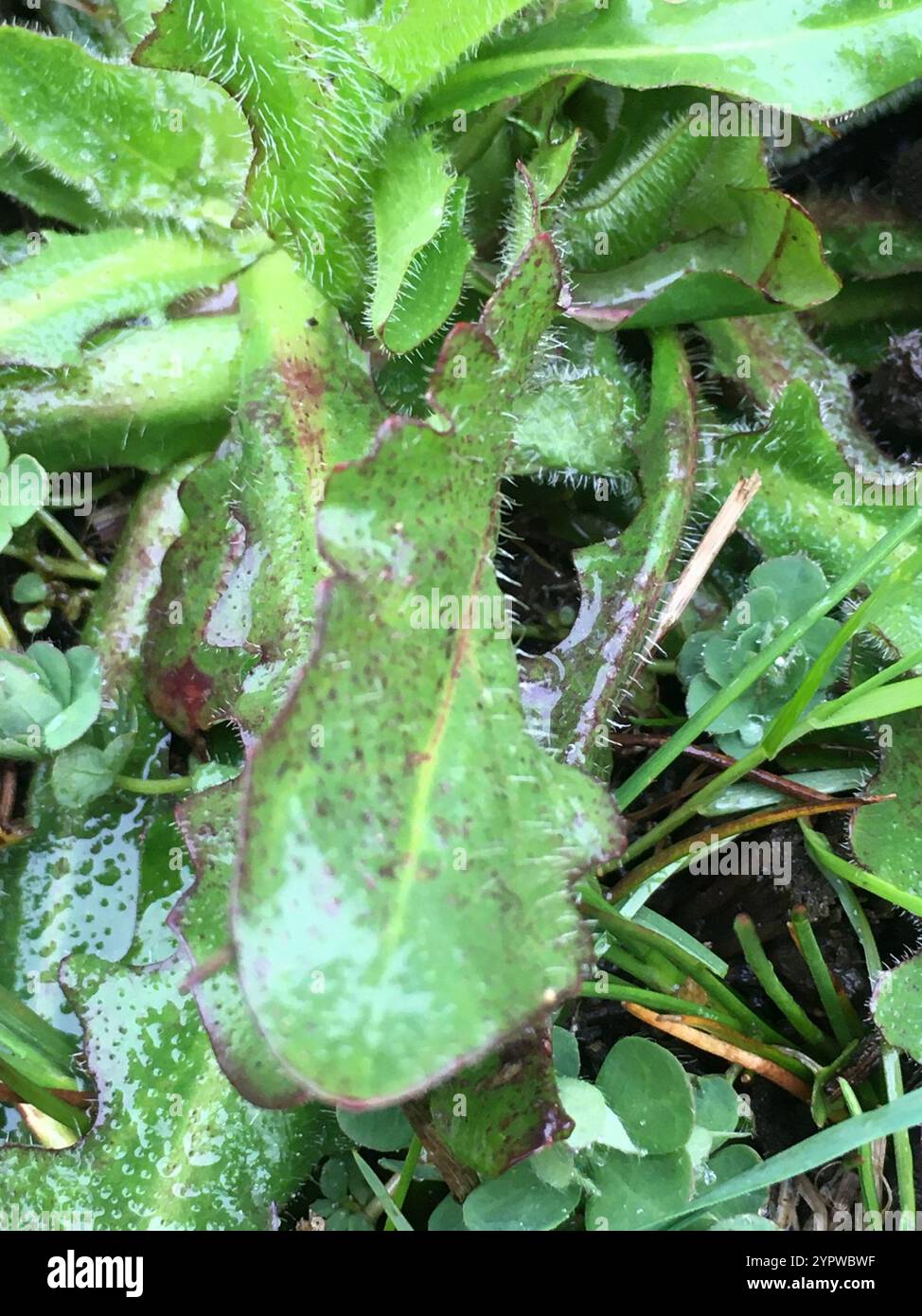 Common Cat's-ear (Hypochaeris radicata Stock Photo - Alamy