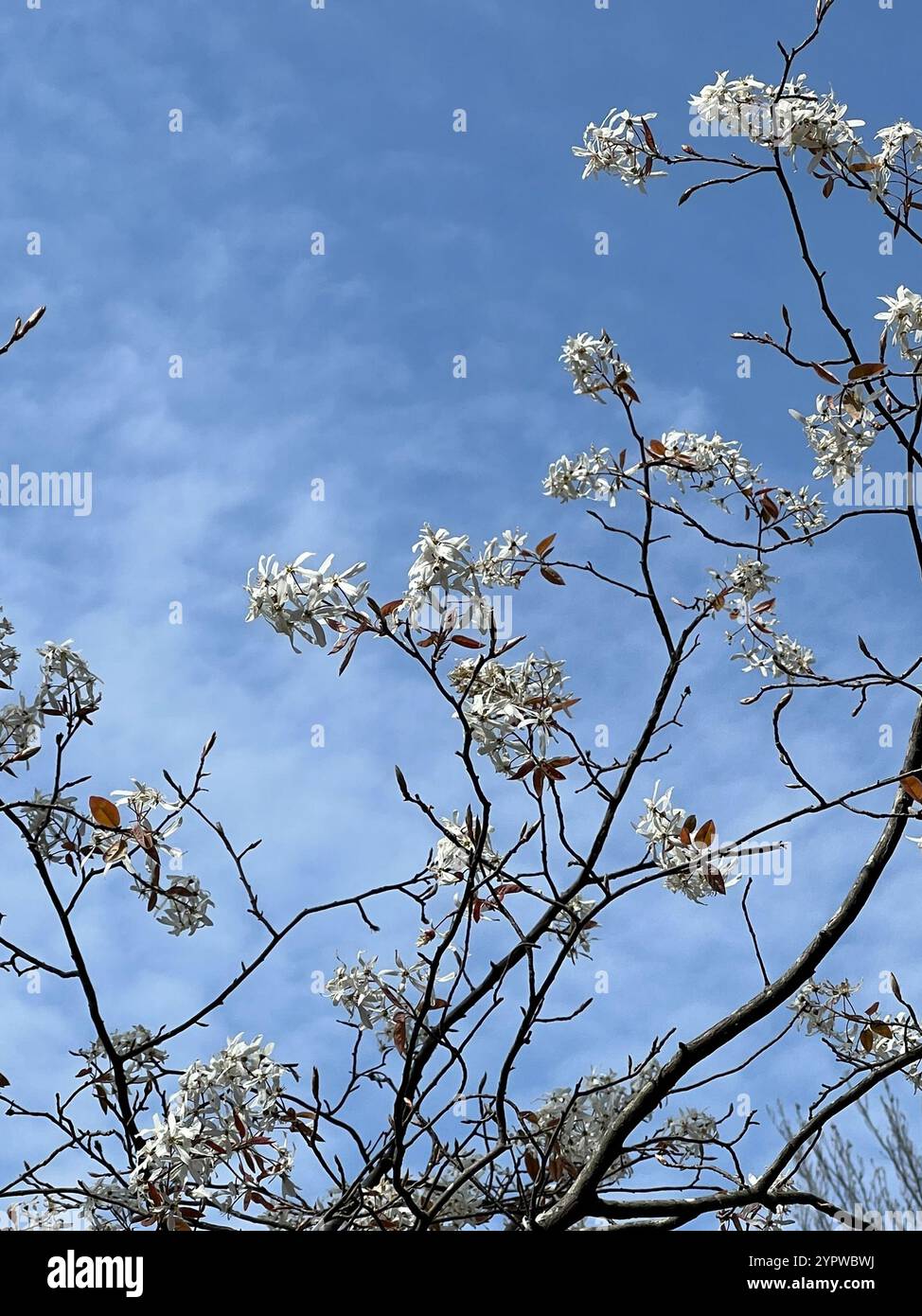 common serviceberry (Amelanchier arborea Stock Photo - Alamy