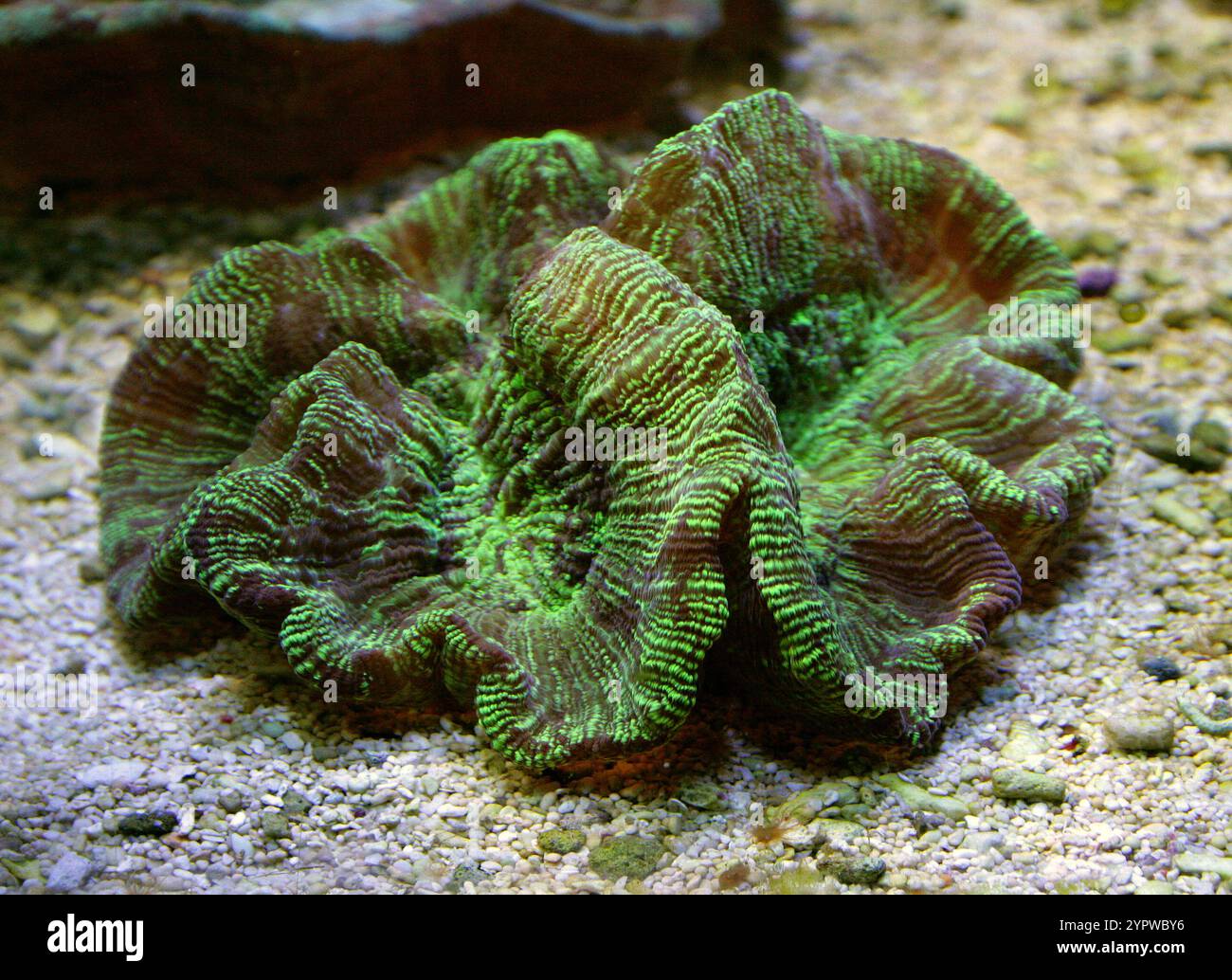 Open Brain Coral, Trachyphyllia geoffroyi, Merulinidae. Indo-Pacific ...