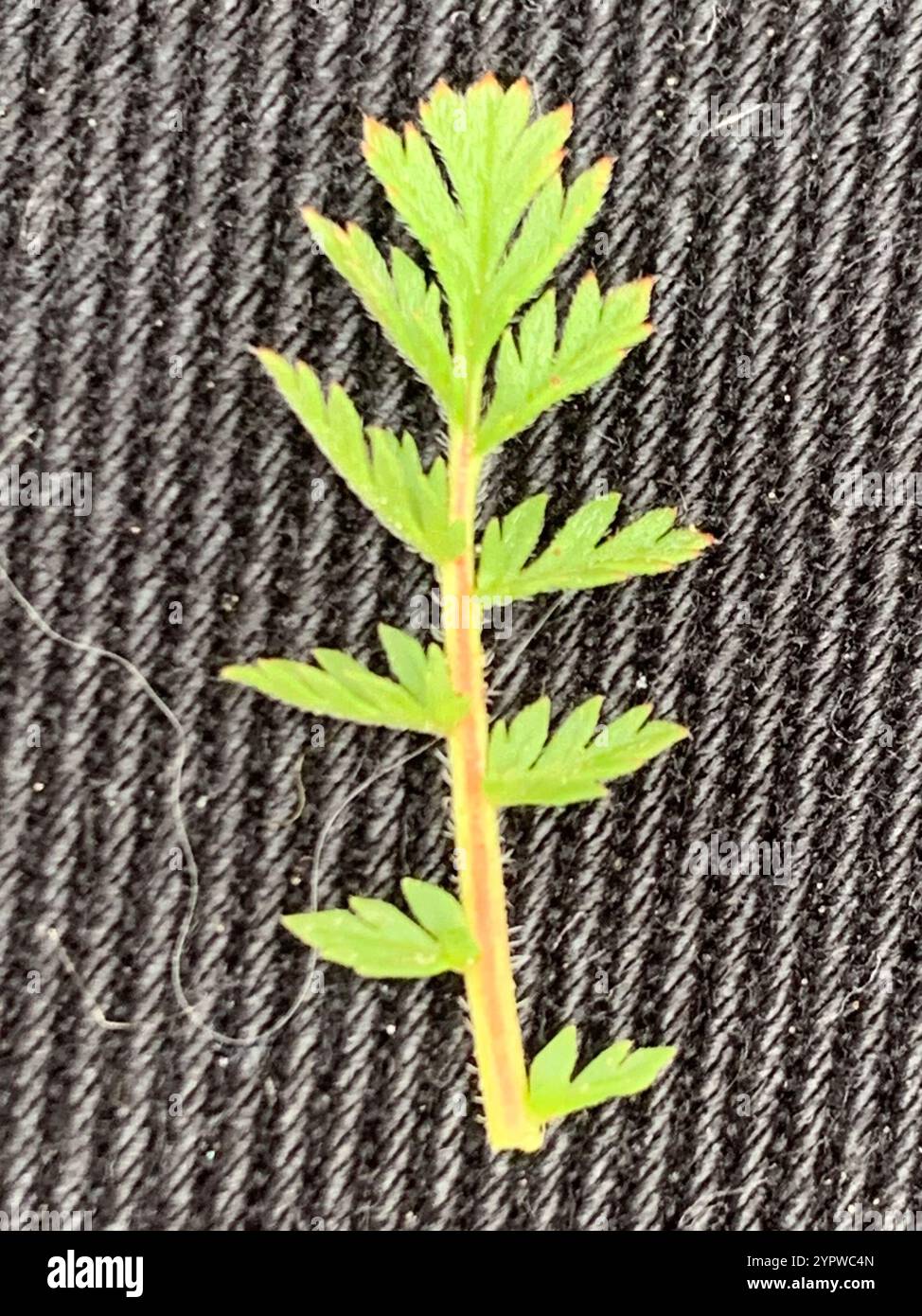 Redstem Stork's-bill (Erodium cicutarium Stock Photo - Alamy