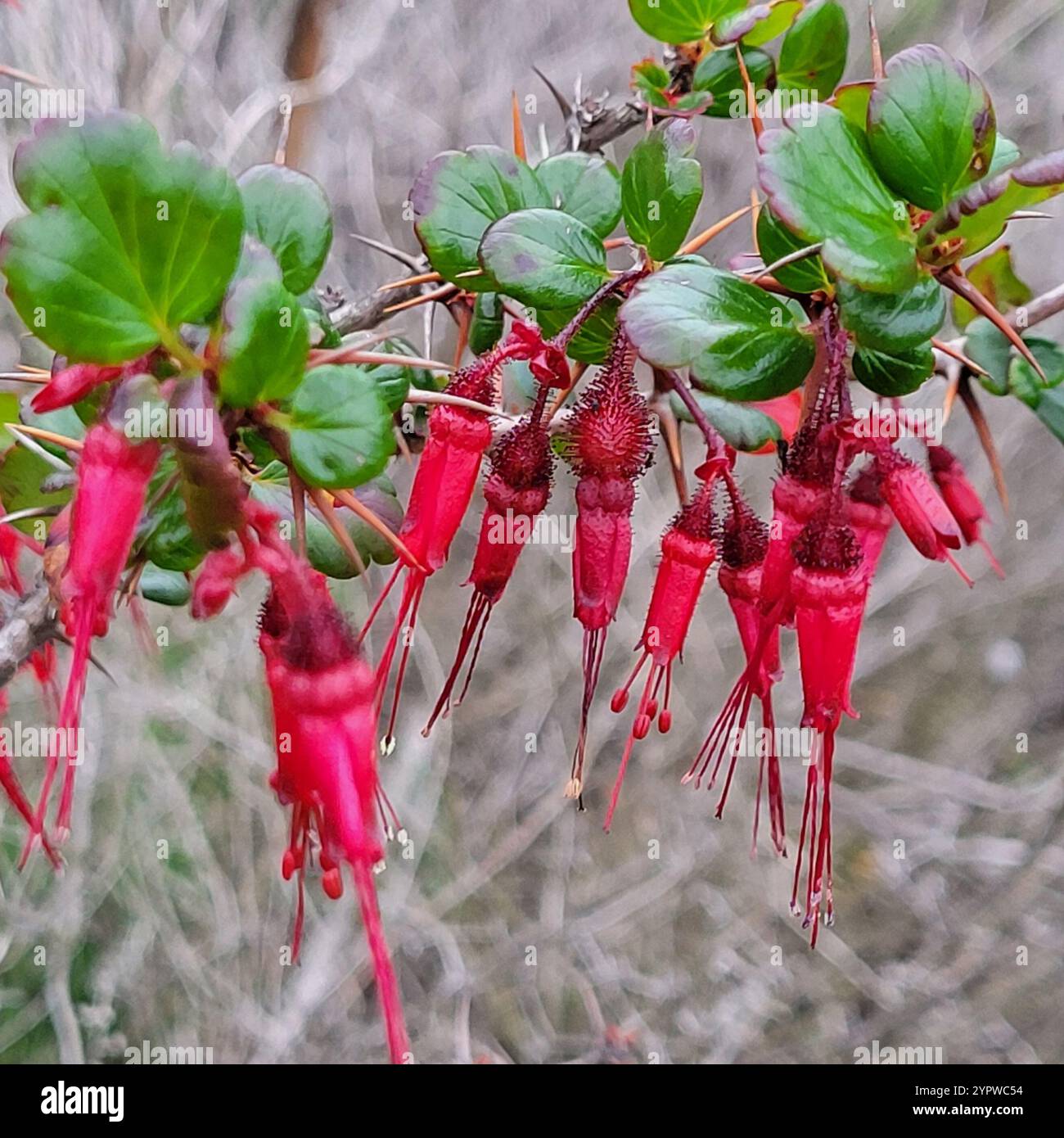 Fuchsiaflower Gooseberry (Ribes speciosum Stock Photo - Alamy