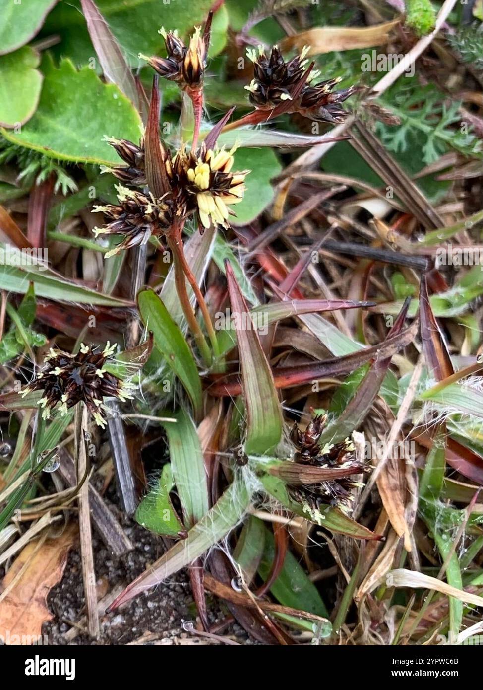 Field woodrush (Luzula campestris Stock Photo - Alamy