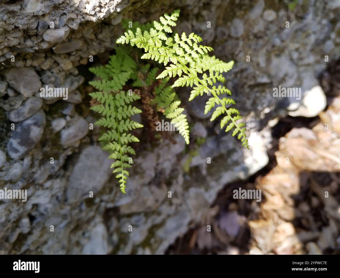 brittle bladderfern (Cystopteris fragilis Stock Photo - Alamy