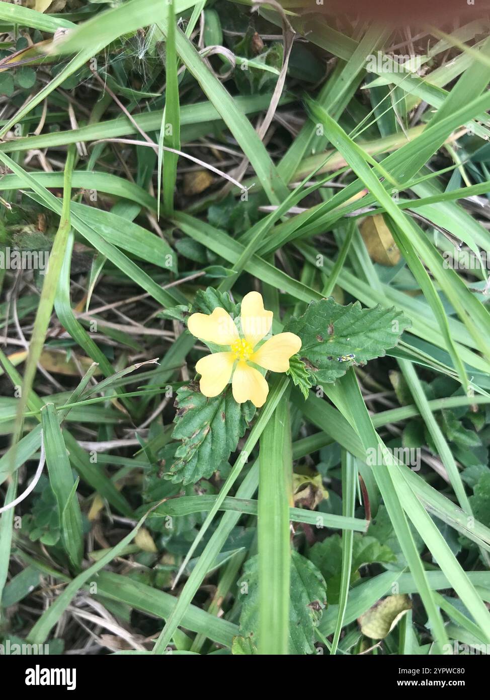 three-lobe false mallow (Malvastrum coromandelianum Stock Photo - Alamy