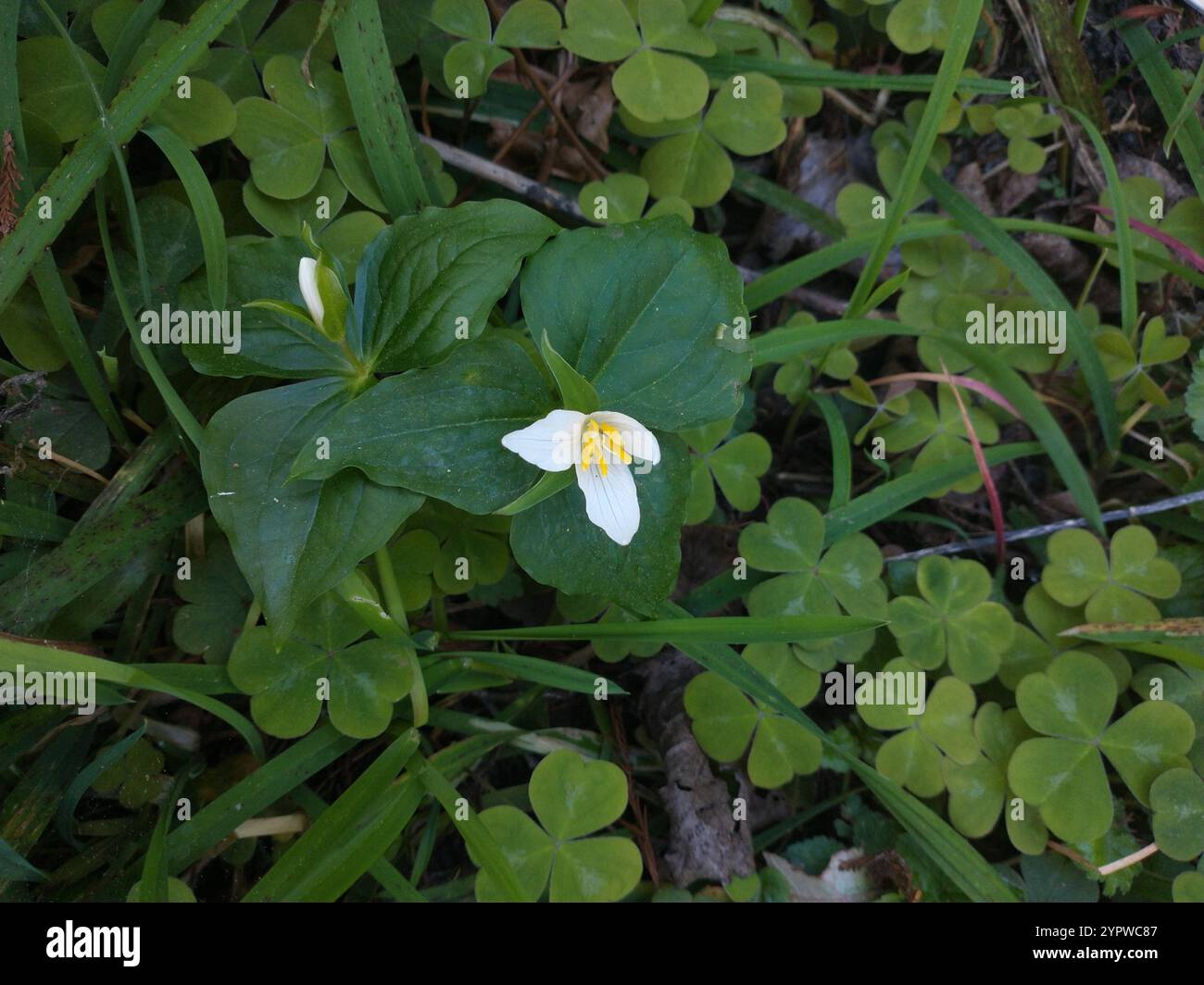 Pacific trillium (Trillium ovatum Stock Photo - Alamy