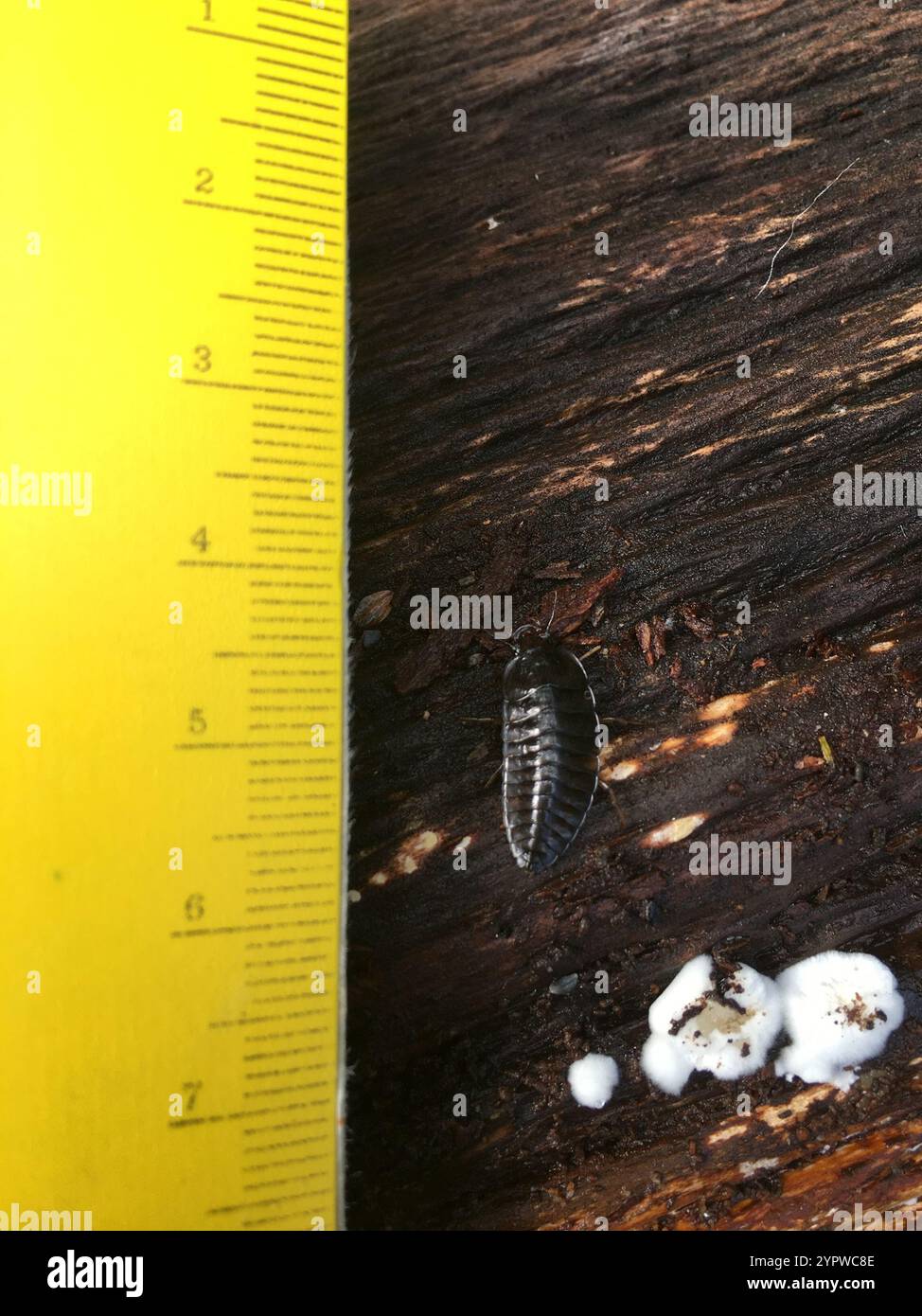 Snail beetles hi-res stock photography and images - Alamy