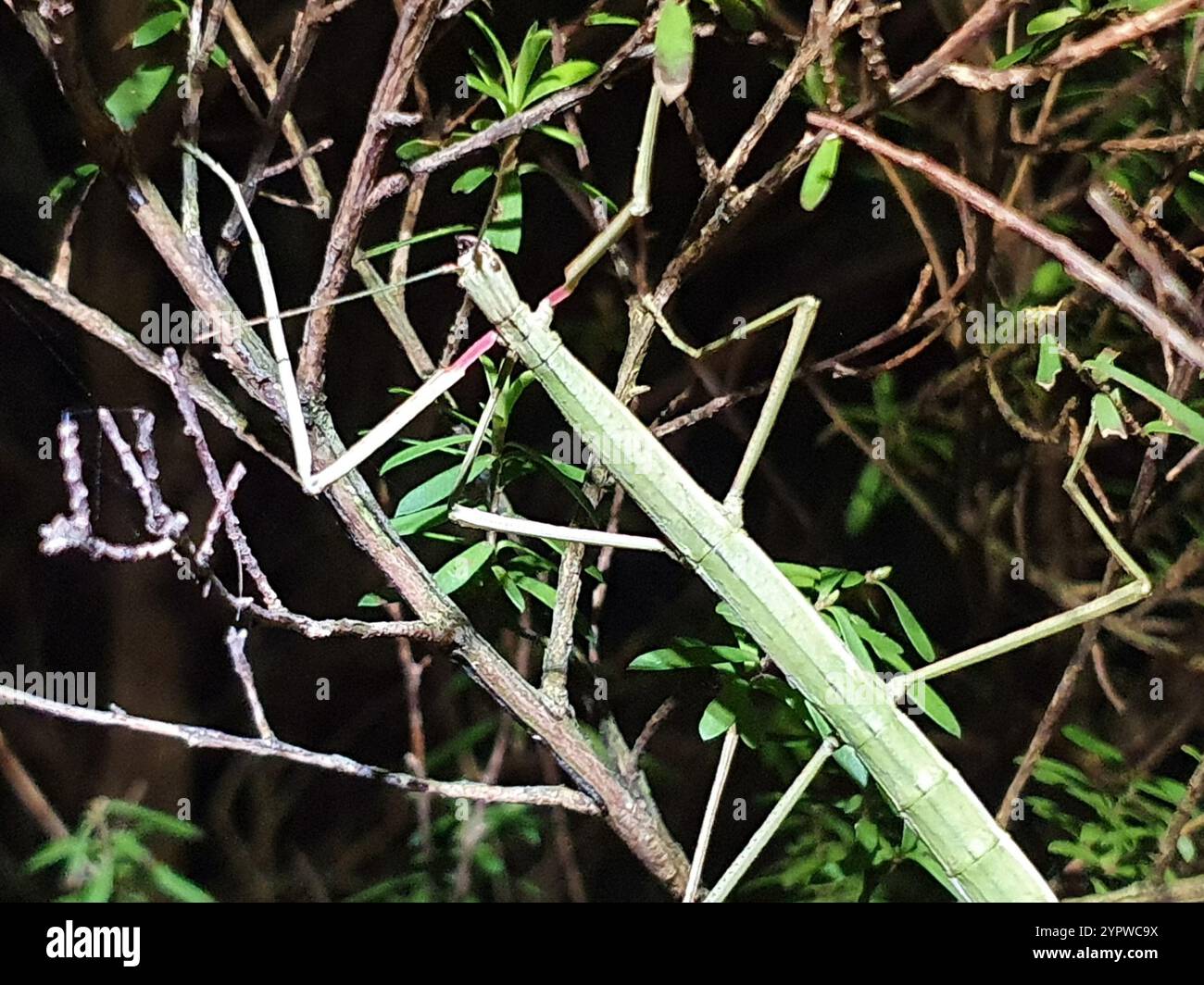 Stick Insects (Phasmida Stock Photo - Alamy