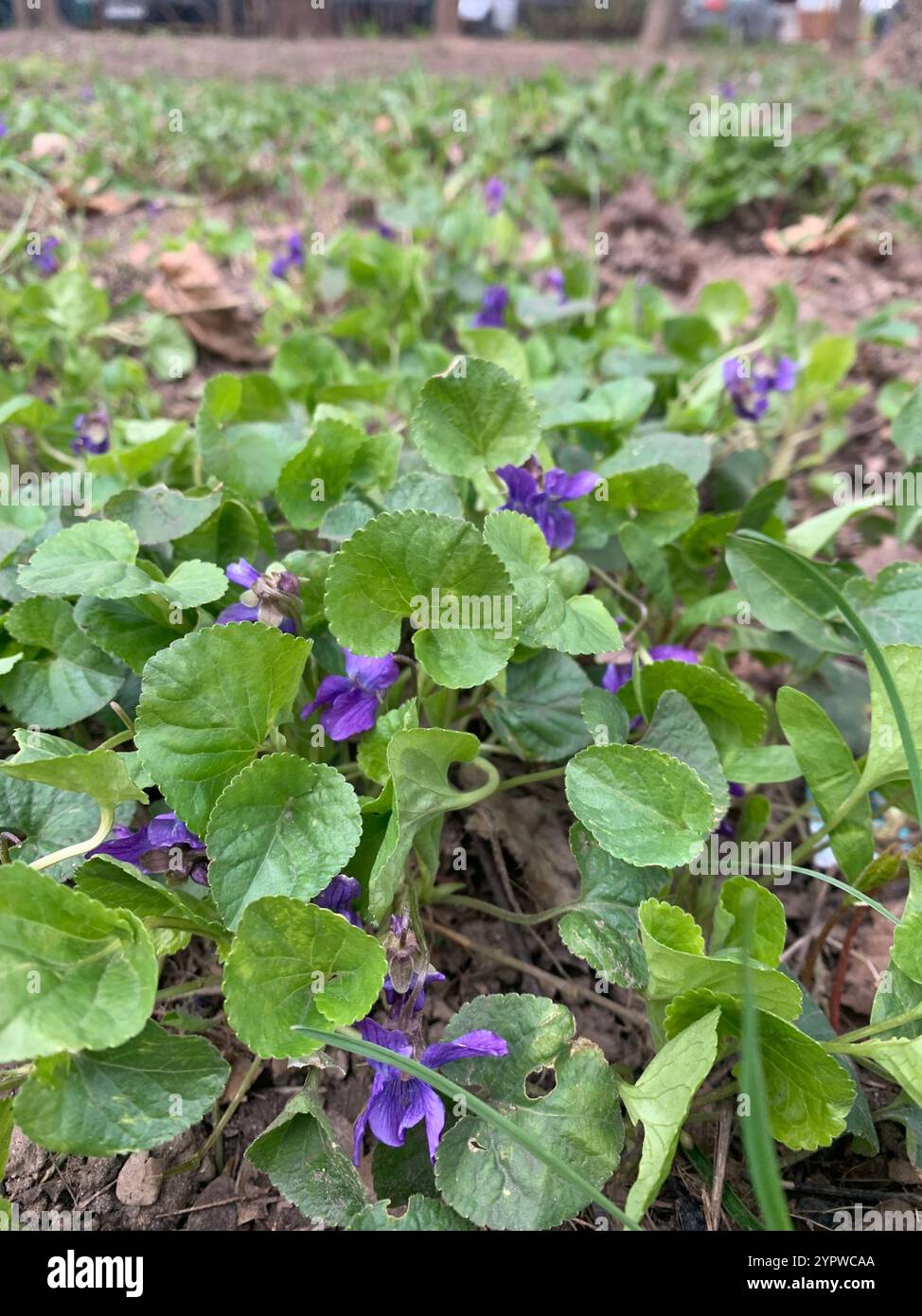 Sweet violet (Viola odorata Stock Photo - Alamy