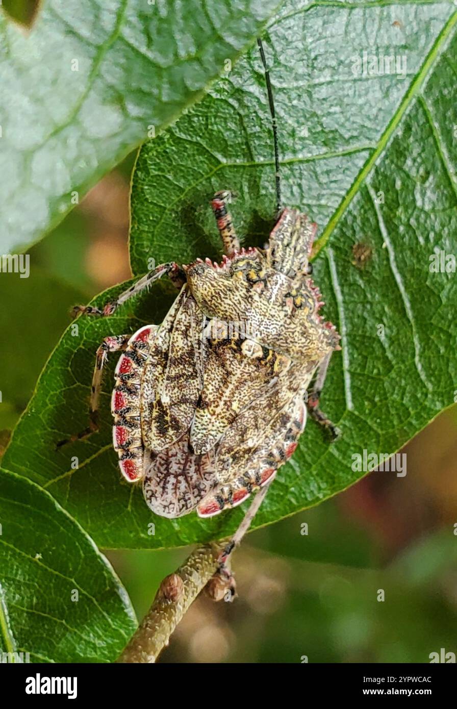 Rough Stink Bugs (Brochymena Stock Photo - Alamy