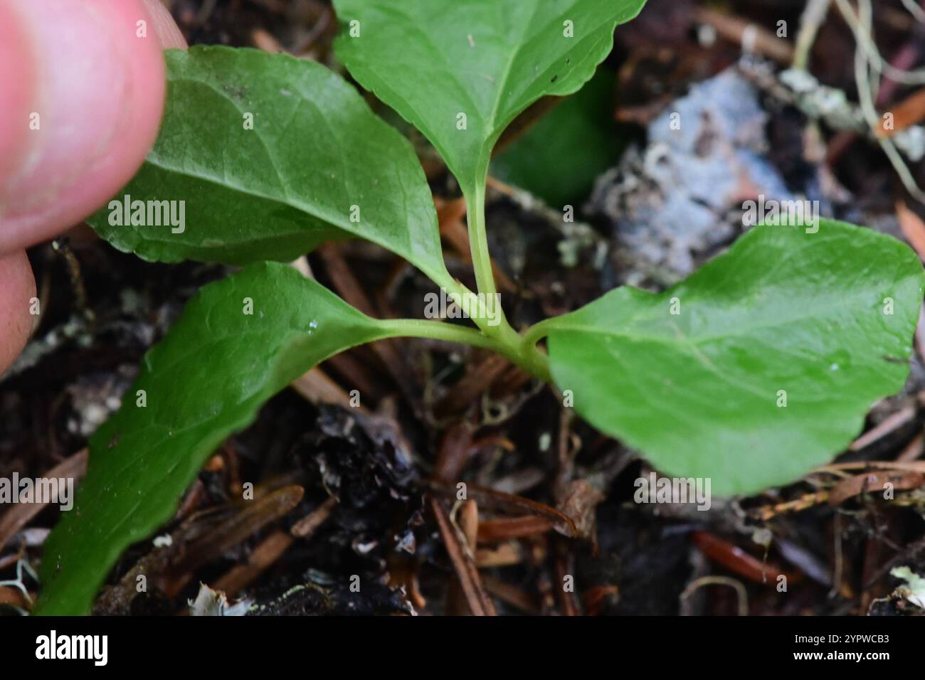 one-sided wintergreen (Orthilia secunda Stock Photo - Alamy