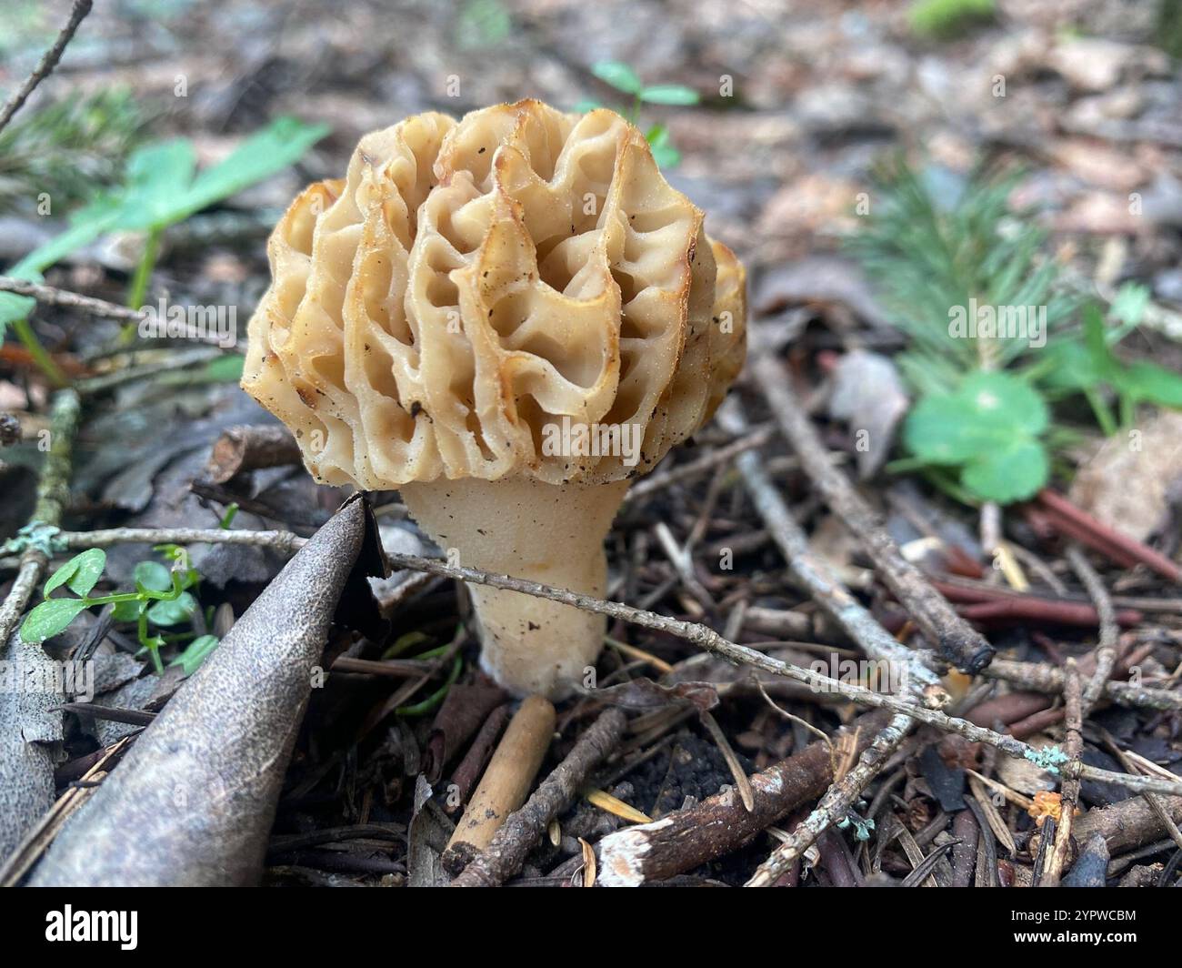 true morels (Morchella Stock Photo - Alamy