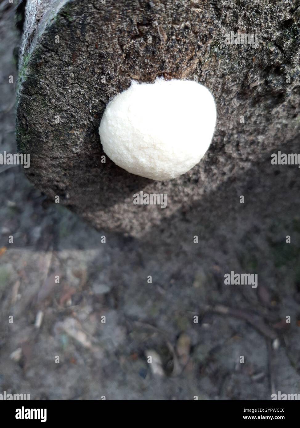 False Puffball (Reticularia lycoperdon Stock Photo - Alamy