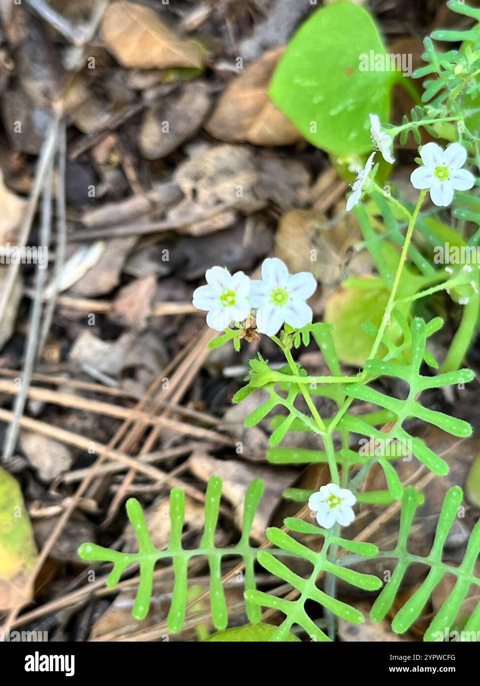 white fiesta flower (Pholistoma membranaceum Stock Photo - Alamy