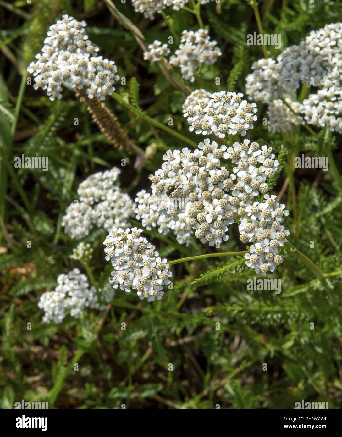 Common Yarrow white flowers in the summer. Blooming Achillea ...