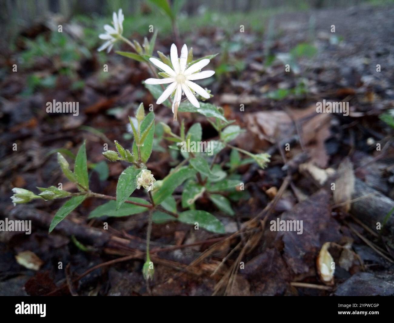 star chickweed (Stellaria pubera Stock Photo - Alamy