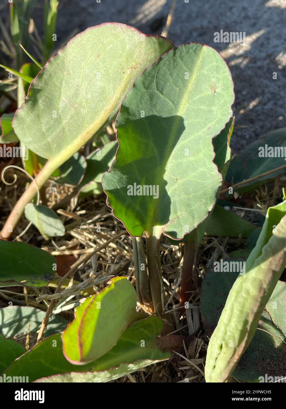 Yerba Mansa (Anemopsis californica Stock Photo - Alamy