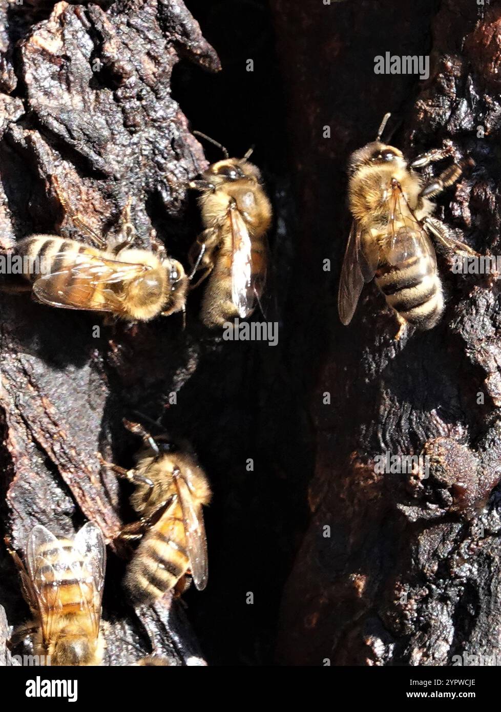 Western Honey Bee (Apis mellifera Stock Photo - Alamy