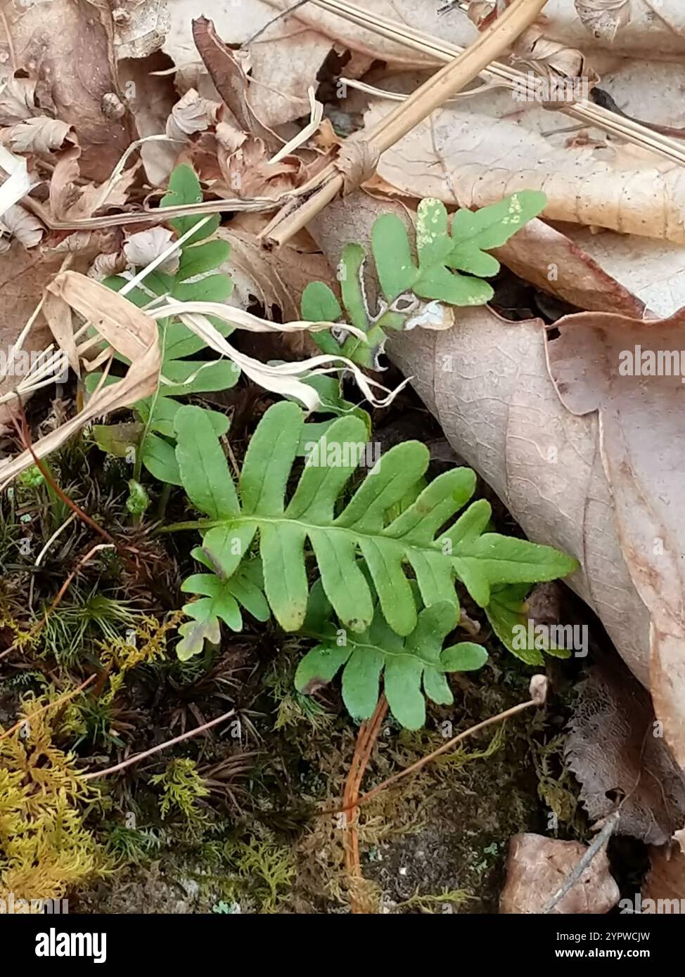polypody ferns (Polypodium Stock Photo - Alamy