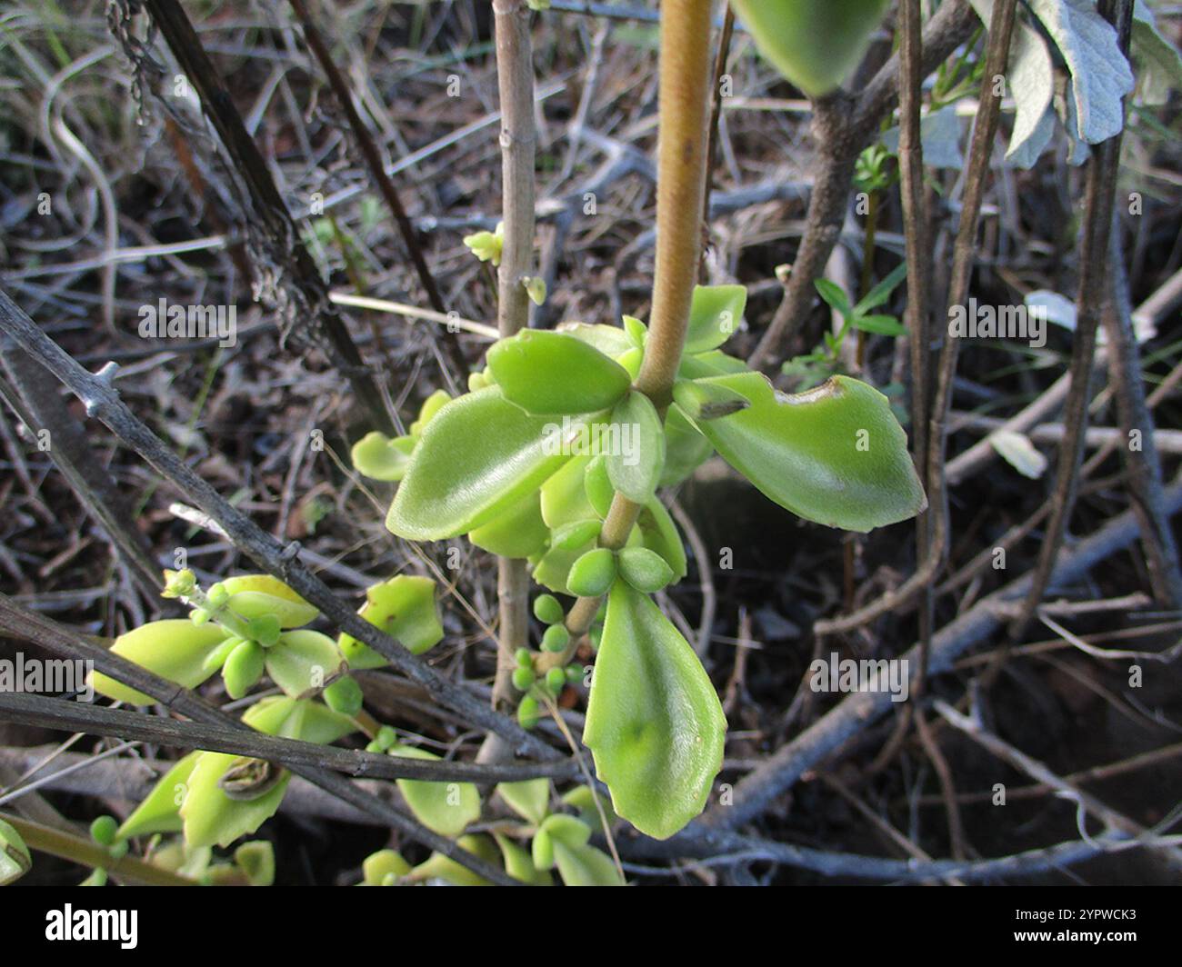 Camphor Spurflower (Coleus cylindraceus Stock Photo - Alamy
