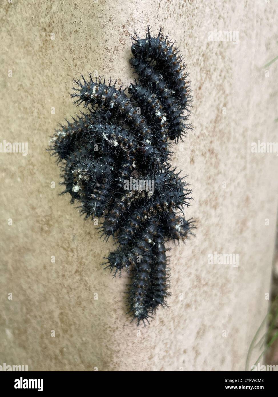 Eastern Buck Moth (Hemileuca sandra Stock Photo - Alamy